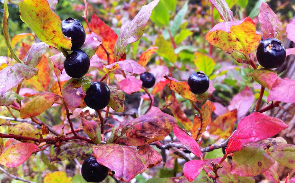 Larchwood Farms | Family Made Huckleberry Products